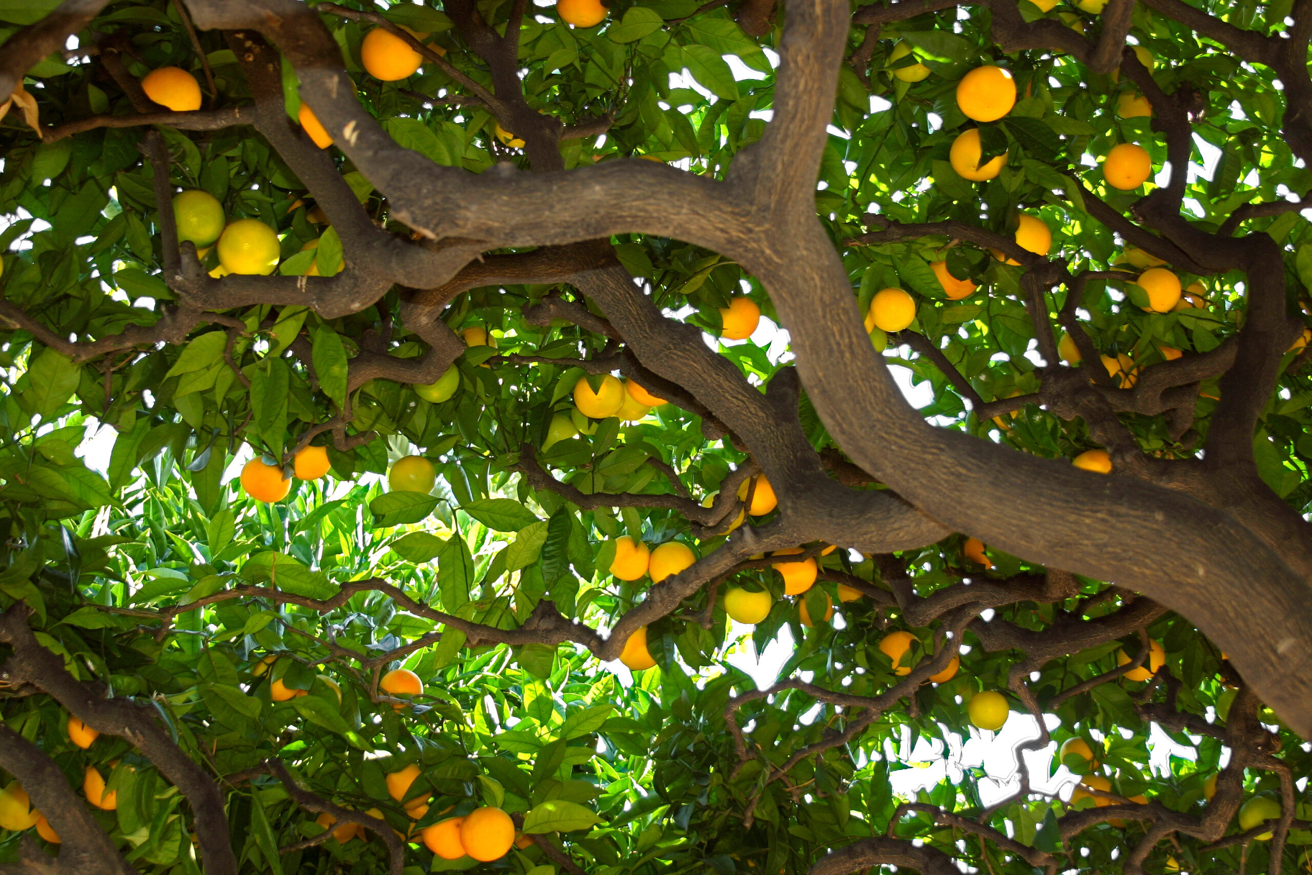 About Our Steakhouse | Ember Steak