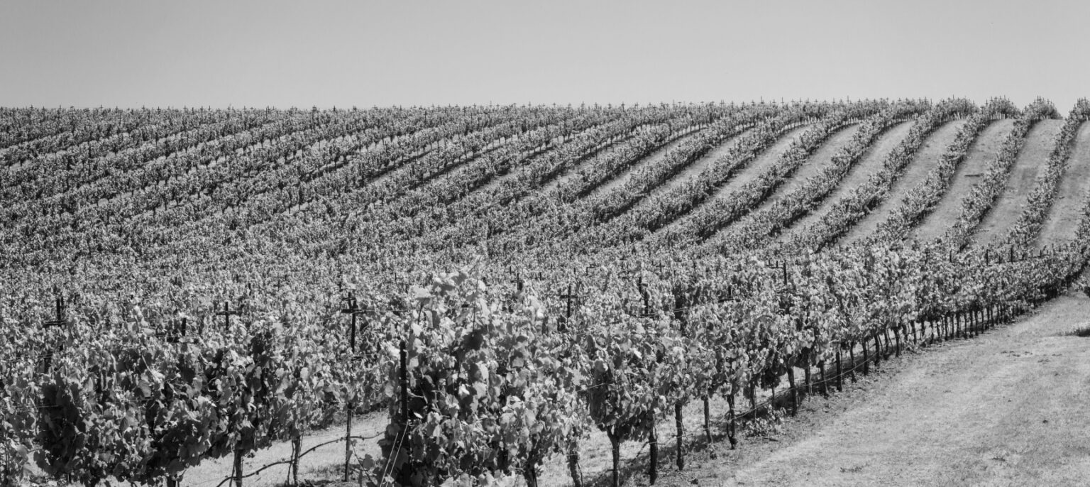 Napa’s Premier Steakhouse | Ember Steak